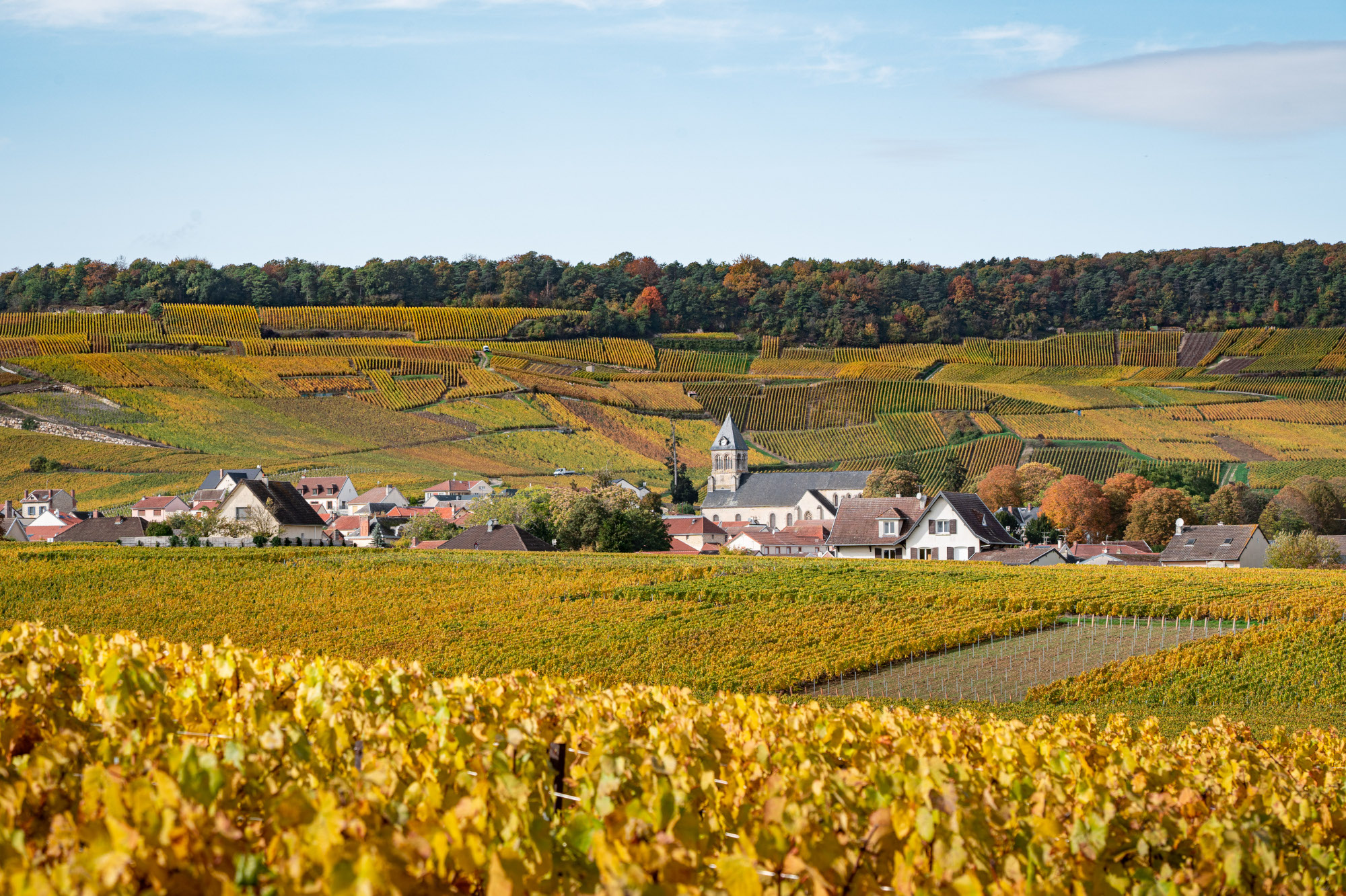 Oger | Blancs-Coteaux